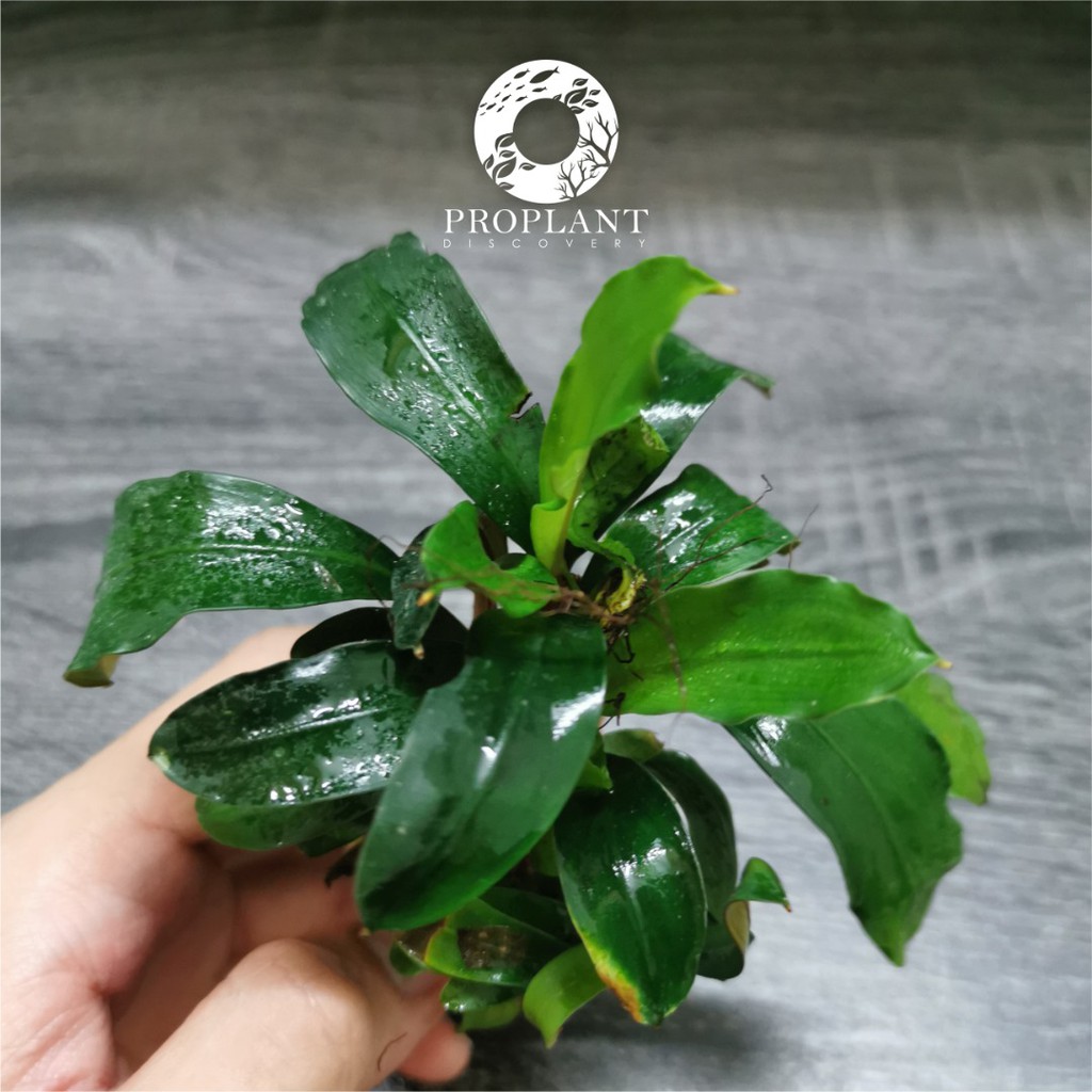 🔥Bucephalandra Red Cherry🔥 - Low Tech Plant / Aquarium / Aquascape ...