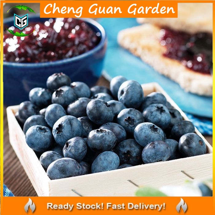 Anak Pokok Blueberry Misty Low Land Pokok Rare | Shopee Malaysia