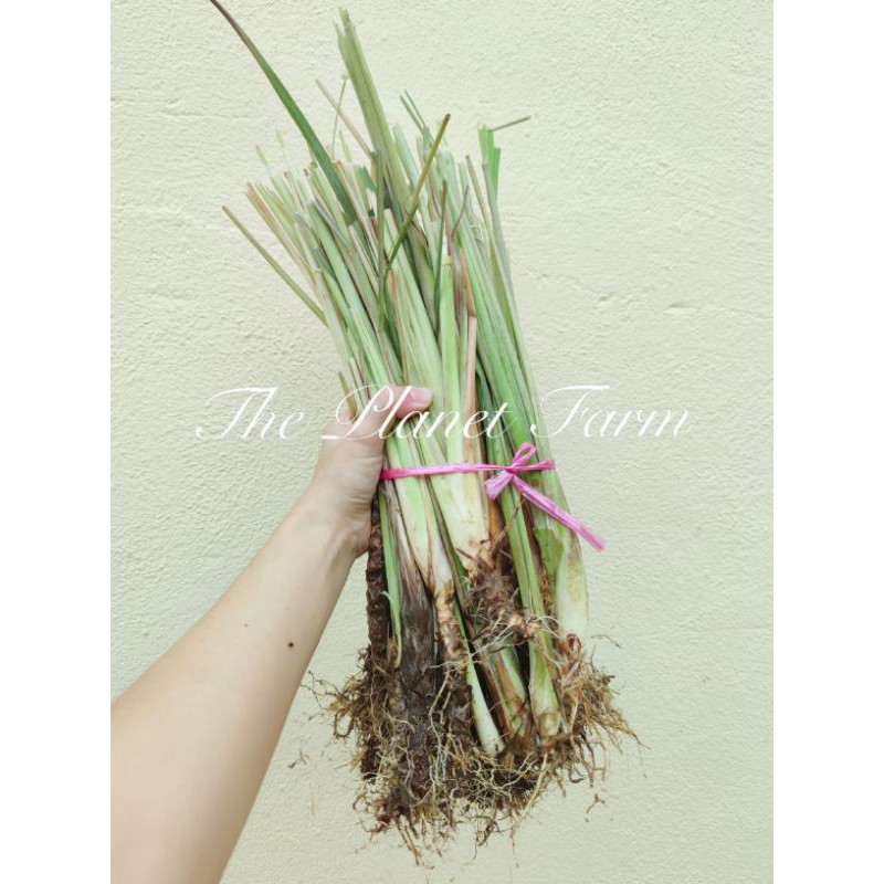 Pokok Serai berakar/Organic Lemongrass with roots(1PCS) | Shopee Malaysia