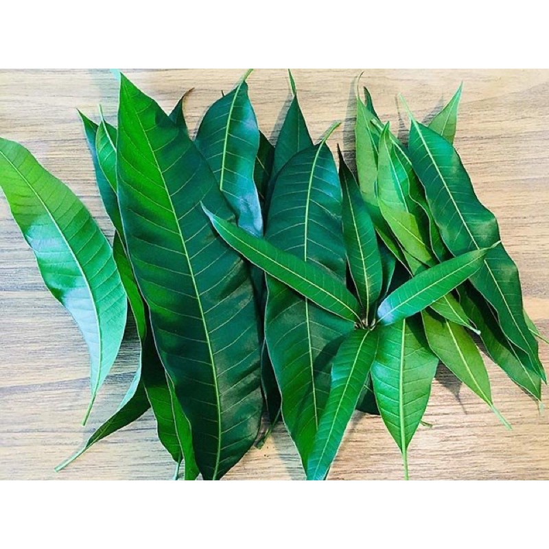 Daun Mangga Penawar Tradisional Diabetes & Tekanan Darah | Mango Leaf ...