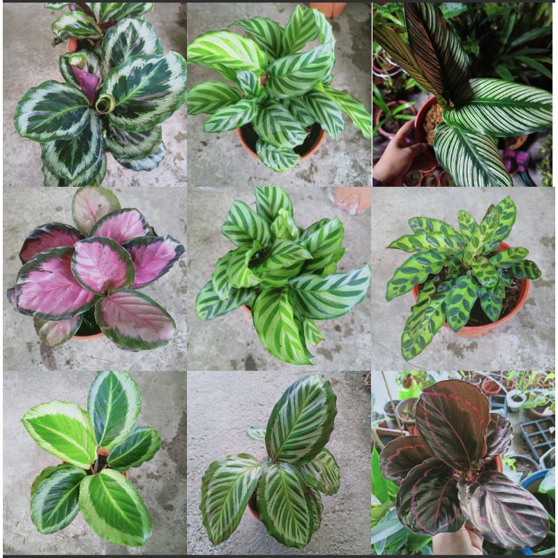Pokok viral Calathea | Shopee Malaysia