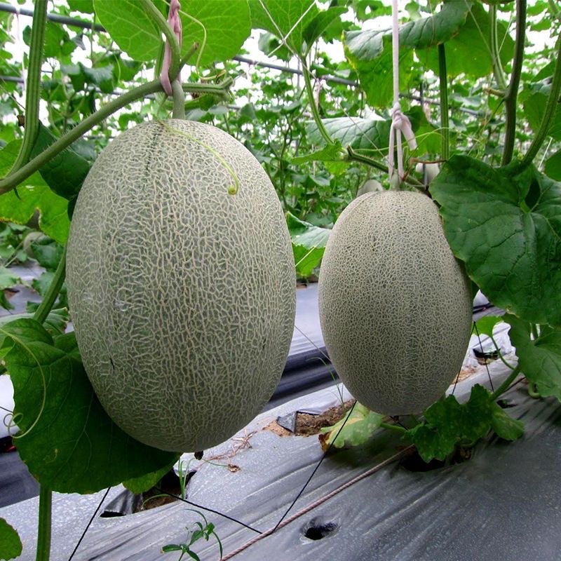 Biji Benih Rock Melon 6pcs / Honeydew /网纹甜蜜瓜籽 | Shopee Malaysia