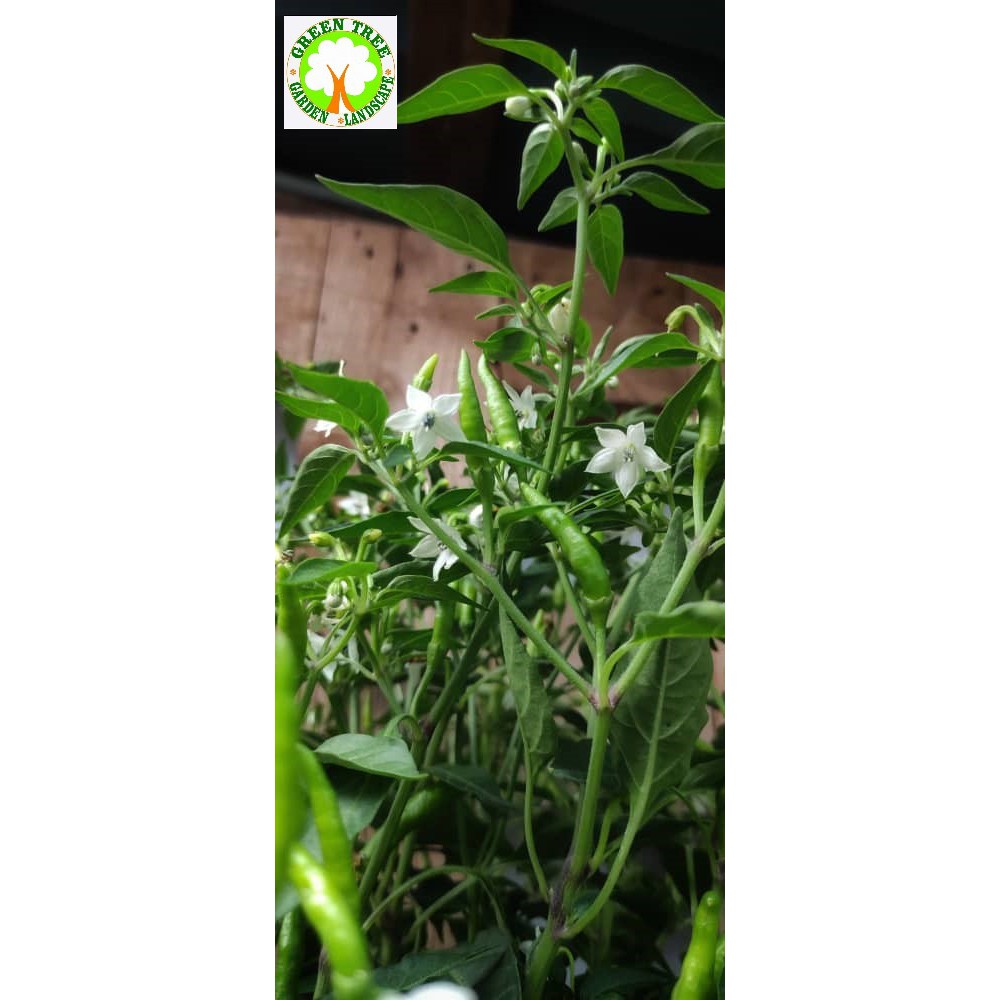 Fruit Tree/Vegetable plant - Chili Padi Plant 小辣椒树 Pokok Cili Padi for ...