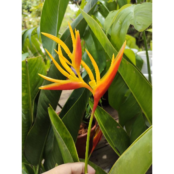 Real skybird bird of paradise bunga hidup merah | Shopee Malaysia