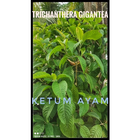 Ketum Ayam/madre de agua/Trichanthera gigantea/ANAK POKOK STABIL ...