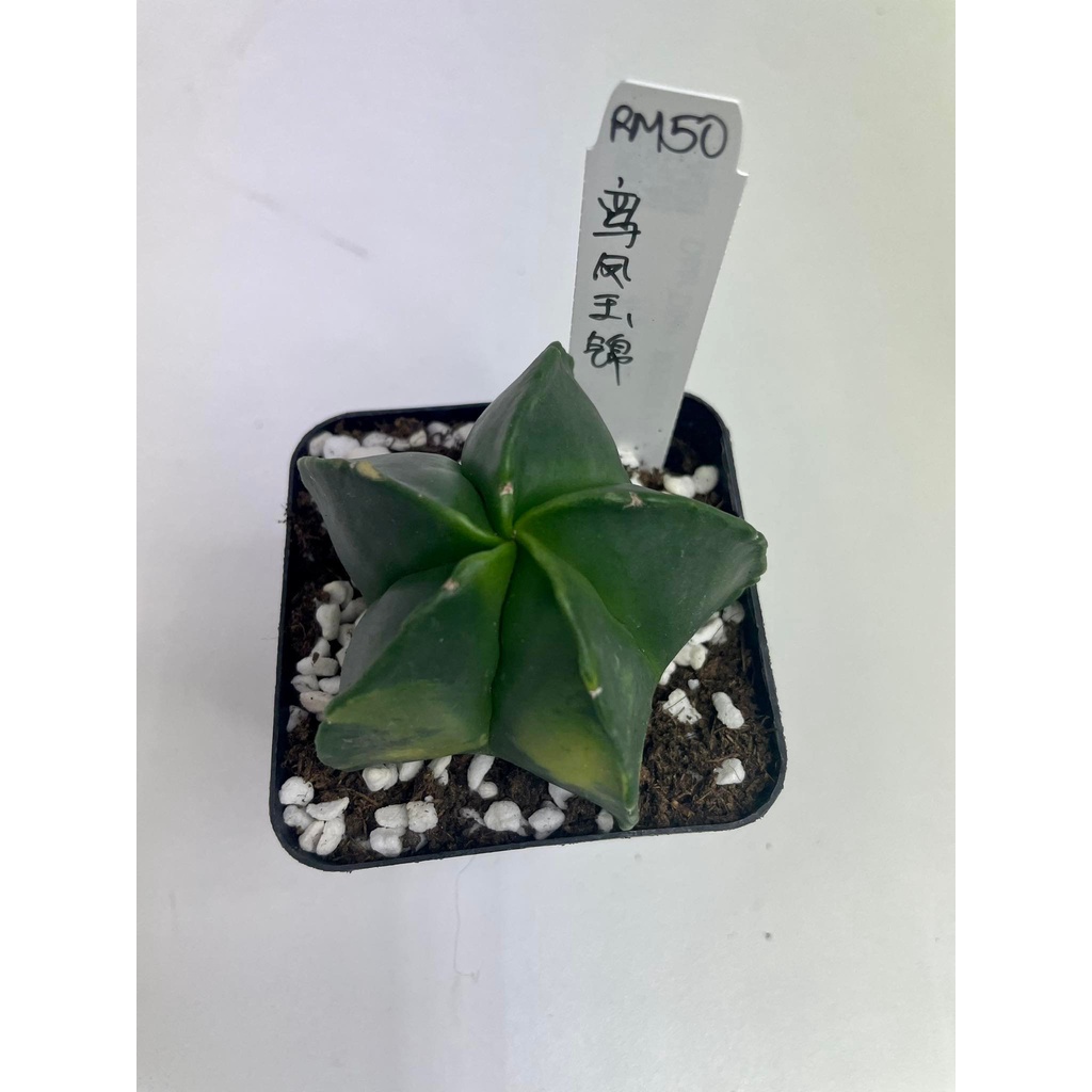 Augustfame - Astrophytum Myriostigma Variegated 鸾凤玉锦 cactus succulent ...