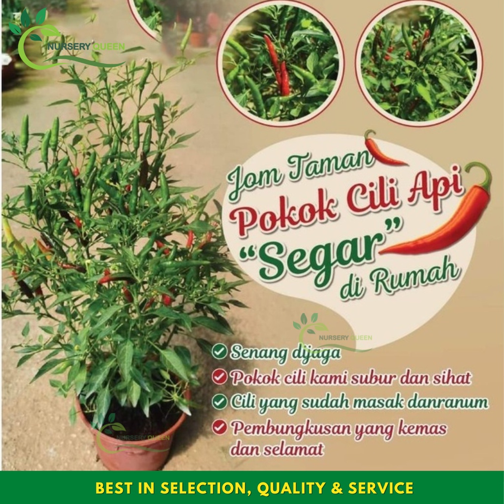 Anak Pokok Cili Api Kecil [Max of 4 trees each parcel] Live Plant Pokok ...