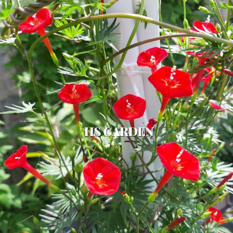 20 BIJI CARDINAL CLIMBER VINE • FLOWER SEEDS • IPOMOEA MULTIFIDA ...