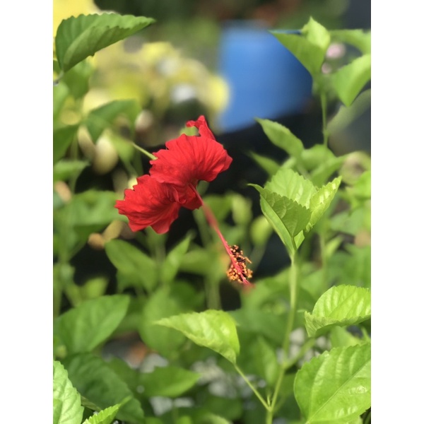 Hibiscus Cooperi @ Anak Pokok Bunga Raya 扶桑朱槿 [REAL LIVE PLANT ...