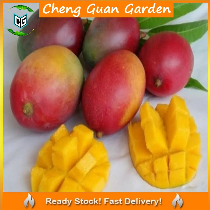 Anak Pokok Mangga Mempelam Pauh Irwin Pokok Stabil | Shopee Malaysia