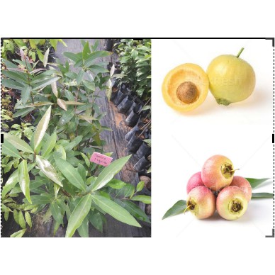 ANOR - Yellow Rose apple Sapling / Jambu Ros/mawar buah kuning | Shopee ...