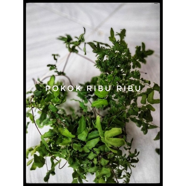 💯🔥Pokok Ribu-ribu 💯🔥ubat kayap, | Shopee Malaysia