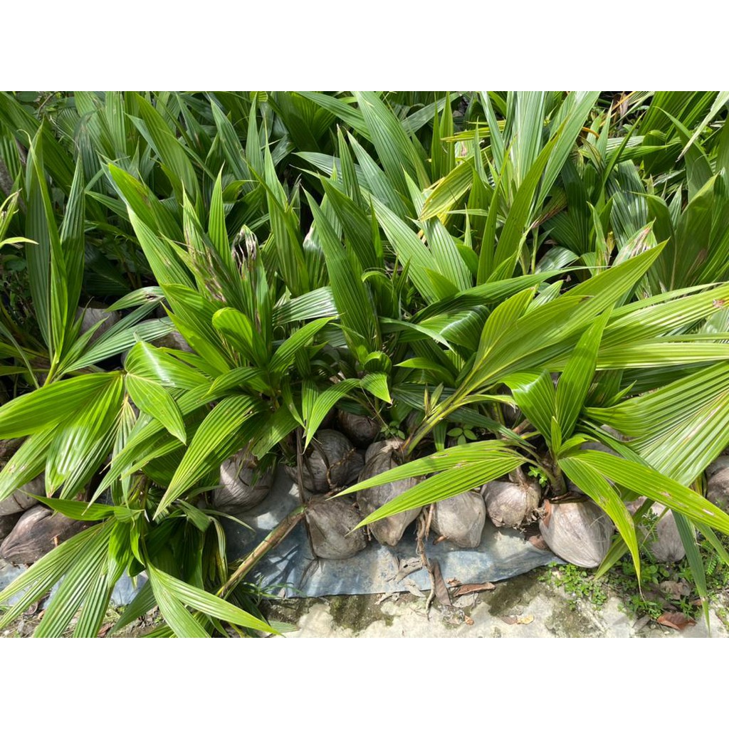 【Live Plant】Pokok Kelapa matag/ Coconut mataq tree/ 椰树苗 1~2ft | Shopee ...