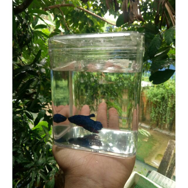 READY STOCK Bekas BETTA TANK /BEKAS BETTA/BEKAS IKAN LAGA/AKUARIUM ...