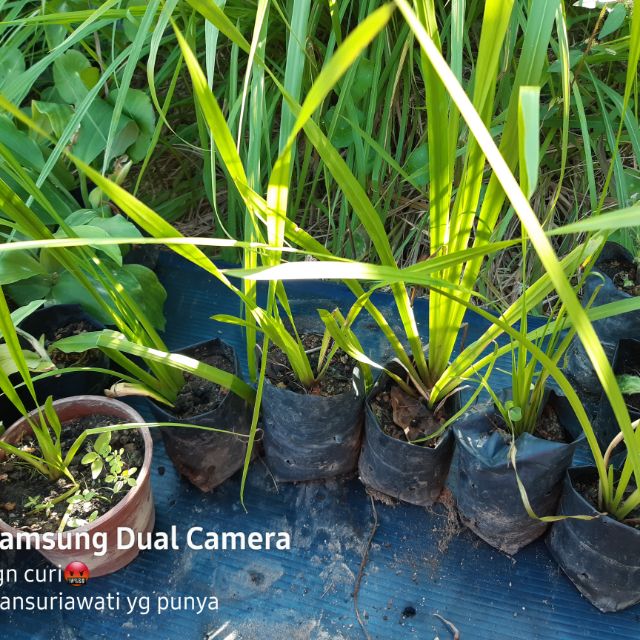 Pokok ubi jerangau ubat(anak pokok sahaja) | Shopee Malaysia