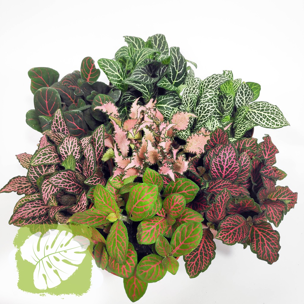 Fittonia (can choose up to 9 variations) IOB | Shopee Malaysia