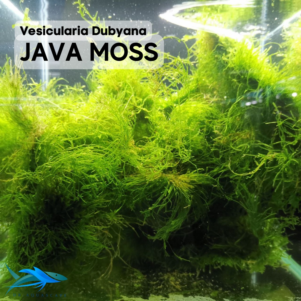 Java Moss Aquarium Plant READY STOCK 🌱 | Shopee Malaysia