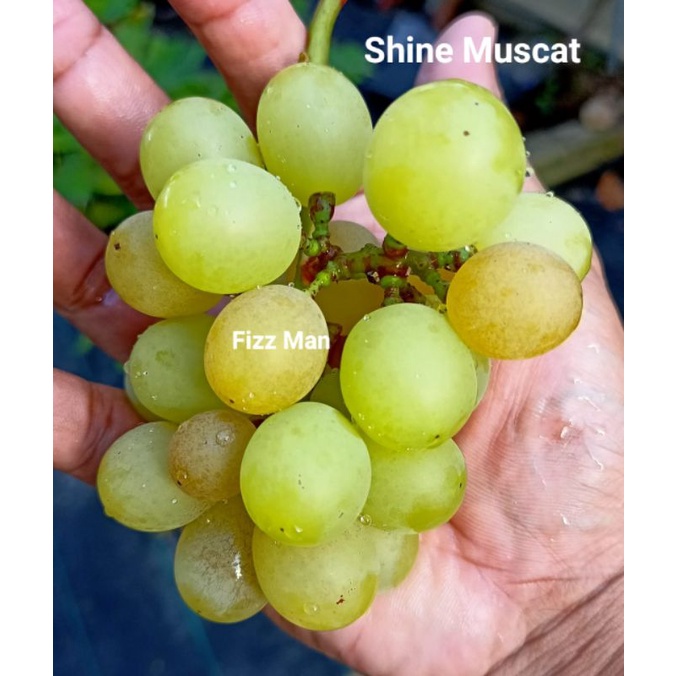 Anak Pokok Anggur (Shine Muscat) | Shopee Malaysia
