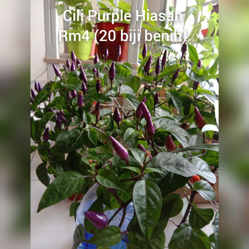 Benih Cili Purple Hiasan (15 biji Benih) | Shopee Malaysia