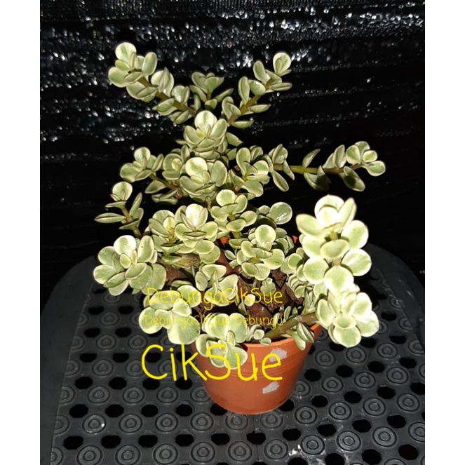 Jade Plant Succulent (Saiz Pot 8.5cm & 10cm) | Shopee Malaysia