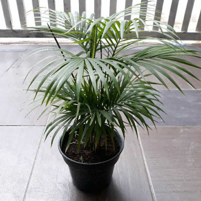 Jawa palm# indoor plant indoorplant officeplant | Shopee Malaysia