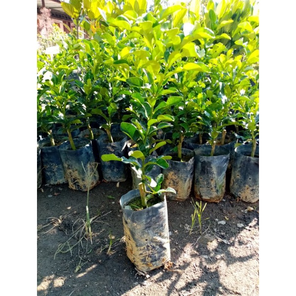 ANAK POKOK LIMAU PURUT POKOK KAWEN | Shopee Malaysia