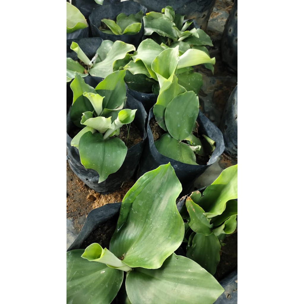 Pokok Cekur Ulam Cekurherbabenih Cekur Berpolybag By Al Plant Shopee Malaysia