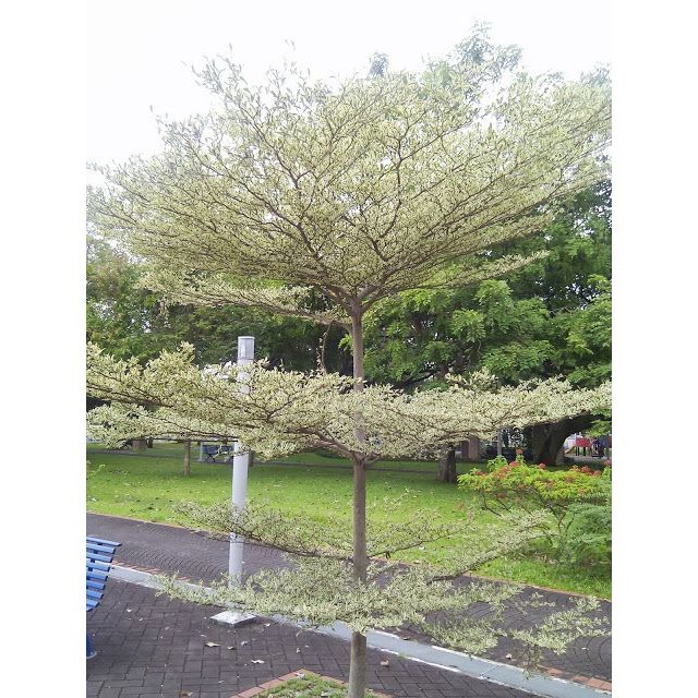 Bucida Variegated (Pokok Doa) | Shopee Malaysia
