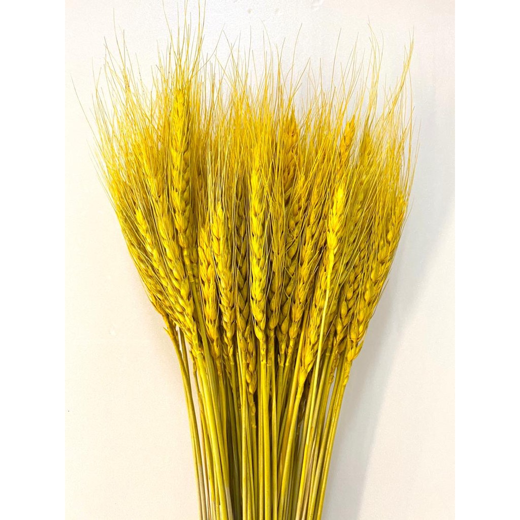 Golden Dried Wheat Indoor Decoration Wheat bundle 100 pcs | Shopee Malaysia