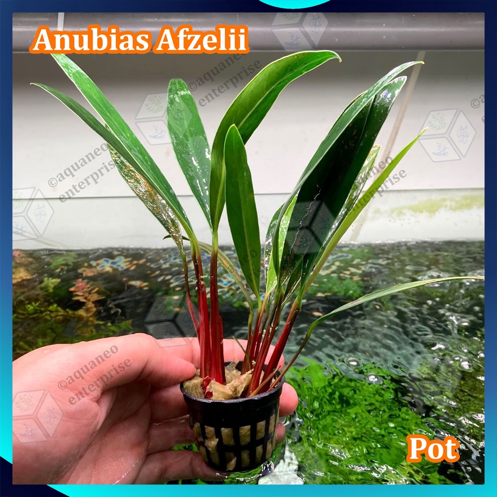 [Low Tech] Anubias Afzelii LP Aquatic Plant - Pot or On Stone | Shopee ...