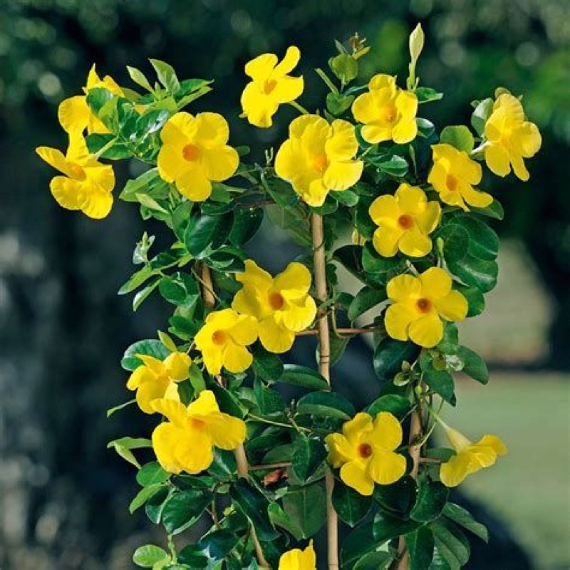 Pokok Bunga Mandevilla Kuning / Yellow Mandevilla Flower / Pokok Bunga ...