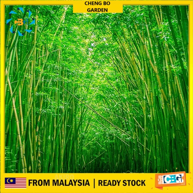 Anak Pokok Buluh Betong Dendrocalamus Asper Tissue Culture | Shopee ...