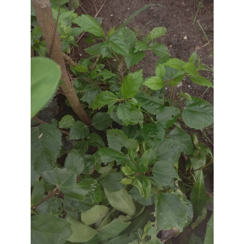 Anak Pokok Bunga raya Warna Random | Shopee Malaysia