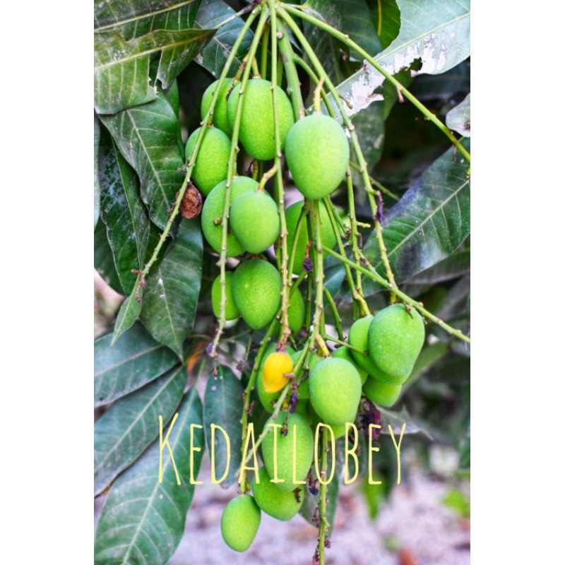 1kg Buah Pauh Ringan Muda. Buah Mangga Telur Muda. | Shopee Malaysia
