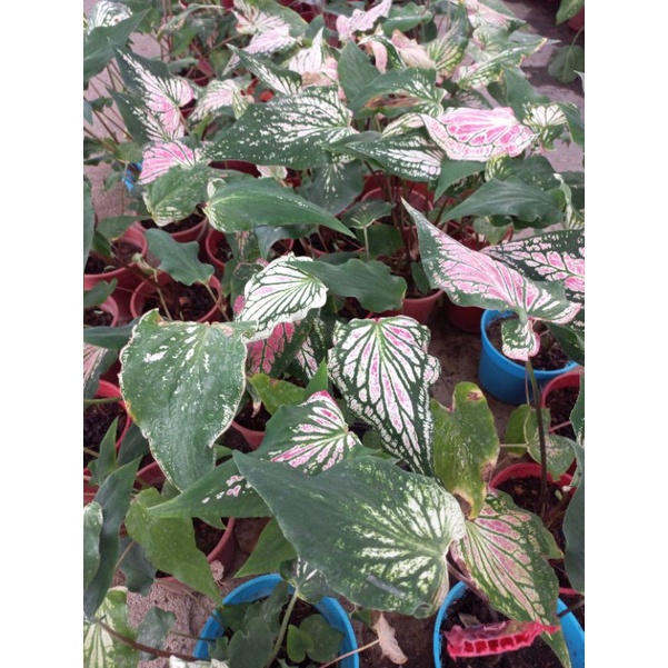 [Live Plant] Caladium/Keladi & Alocasia - (Daging Urat Putih, Silver ...