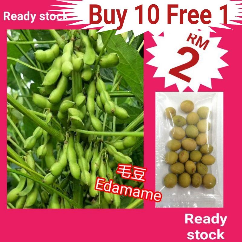 K13 Biji Benih Kajang Edamame , Edamame Seeds - (20ps +/-) 毛豆种子 ...