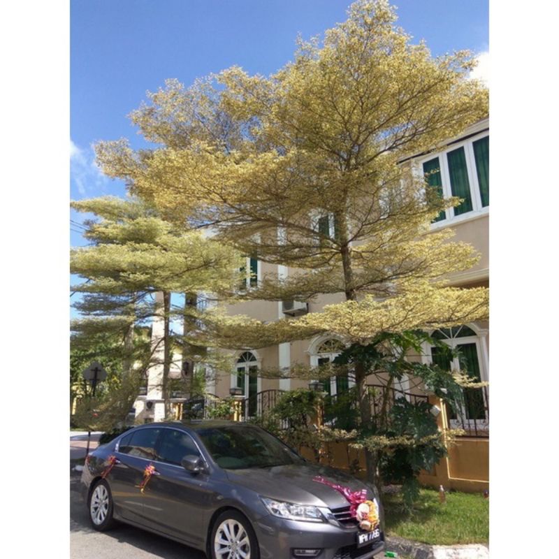 POKOK BUNGA BUCIDA BATIK ( HIJAU PUTIH) WHITE BUCIDA MOLINETI | Shopee ...