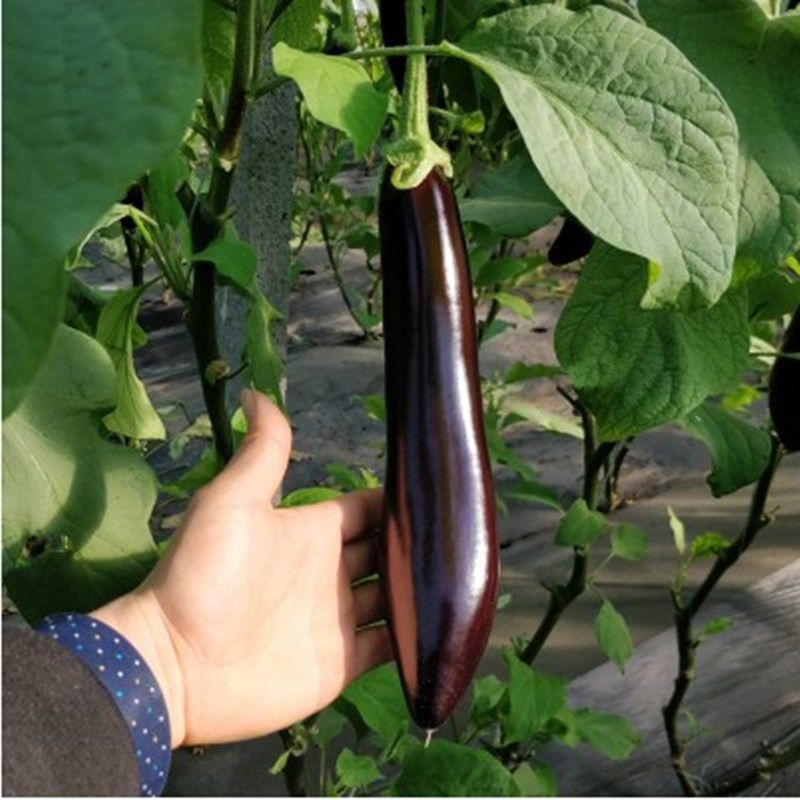 Benih Terung Panjang 20pcs/Eggplant Brinjal/紫红长茄子 | Shopee Malaysia