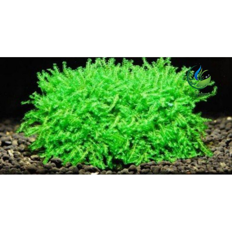 pearl moss 4cm x 4cm (submerge) | Shopee Malaysia
