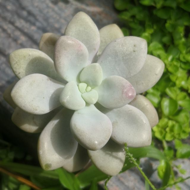 Succulent/ 多肉植物 艾伦Graptopetalum sp（'Ellen '） | Shopee Malaysia