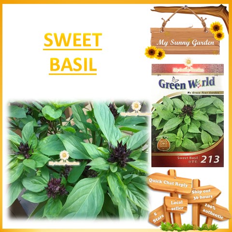 GW 213 - SWEET BASIL (100seeds) | Shopee Malaysia