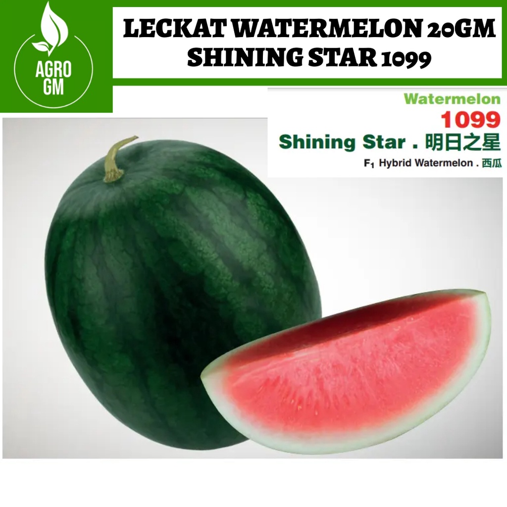 Benih Leckat Watermelon Seedless Tembikai Tanpa Biji Timun Cina F1 ...