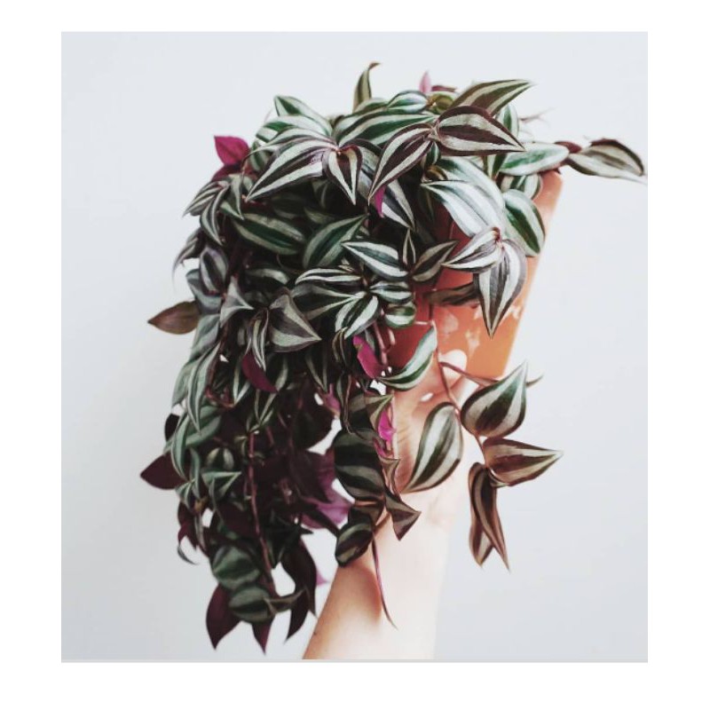 Tradescantia Zebrina // Pokok Telinga Kera ( whole plant shown in ...