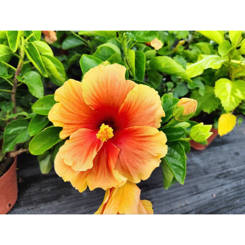 国花(扶桑)/bunga raya hybrid#live plant#pokok bunga hidup#gardening ...