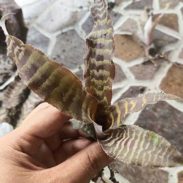 Bromeliad Cryptanthus sp. cutting | Shopee Malaysia
