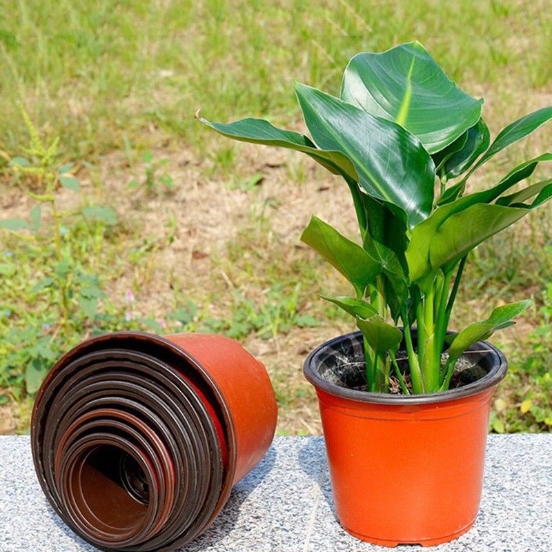 PASU SEMAIAN VIRAL MURAH (1PCS) | Shopee Malaysia