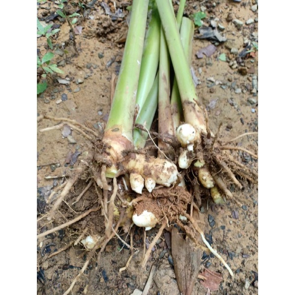 Benih Pokok Temu Pauh/Mangga | Shopee Malaysia