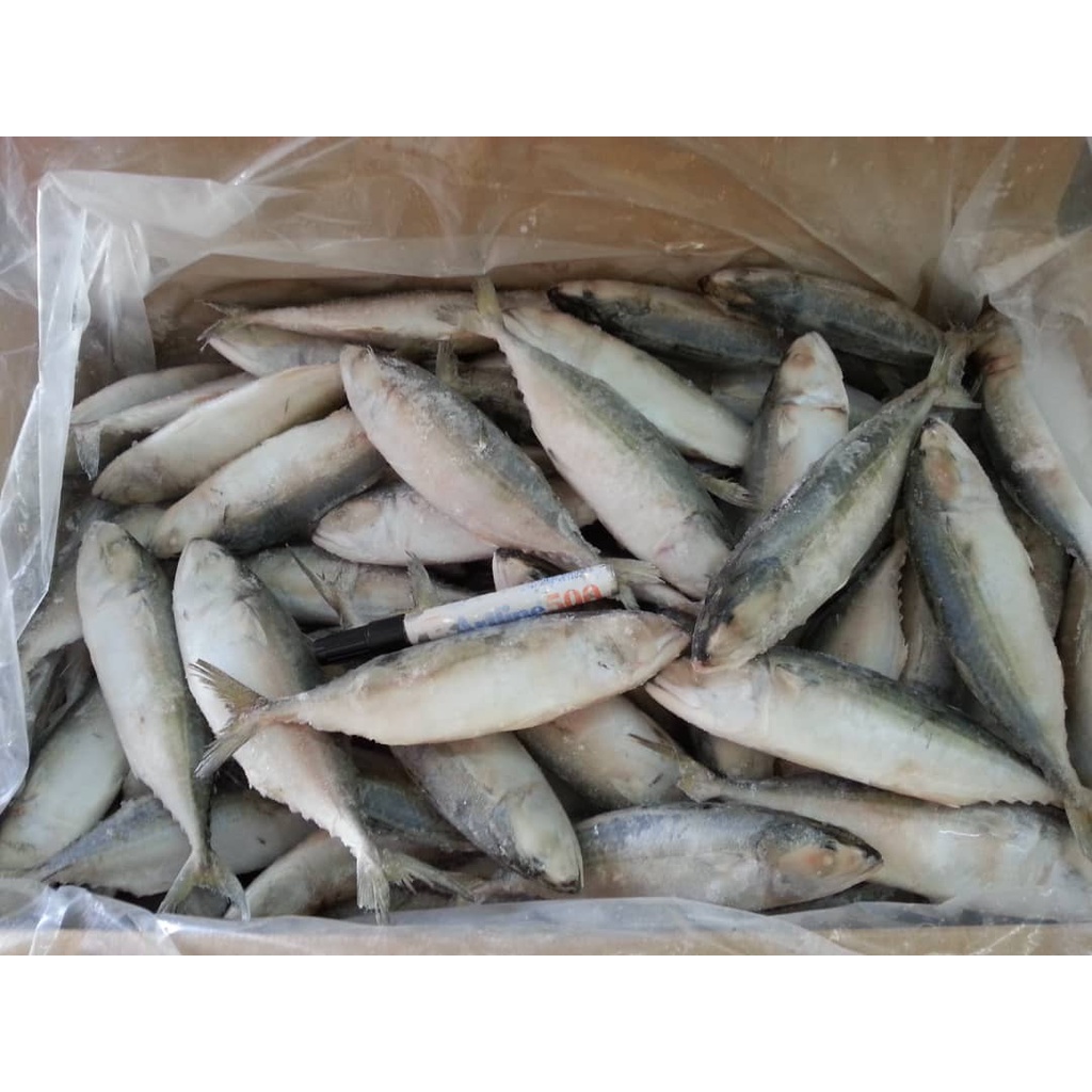 Frozen Ikan Kembung 500g | Shopee Malaysia