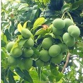 mangga telor @ pauh ringan @ putik pauh @ mangga muda 😋 | Shopee Malaysia