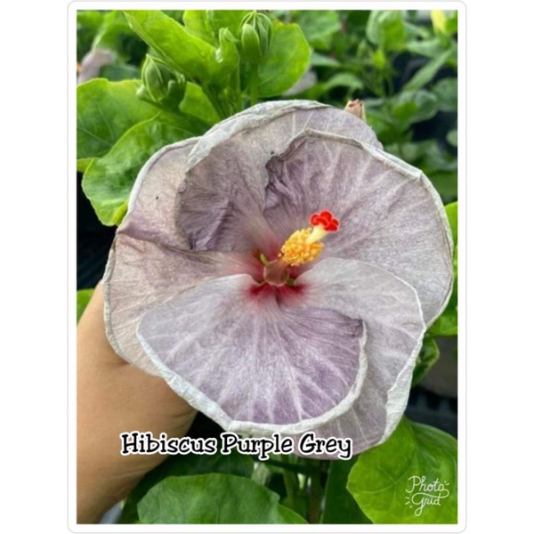 KKB Hibiscus Bunga Raya Purple Grey | Shopee Malaysia